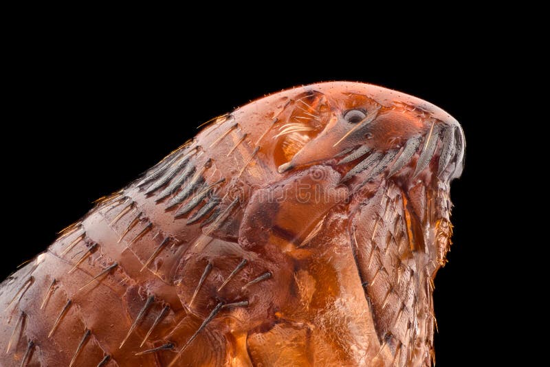 Extreme Magnification - Flea at 20x Stock Image - Image of itch, health ...