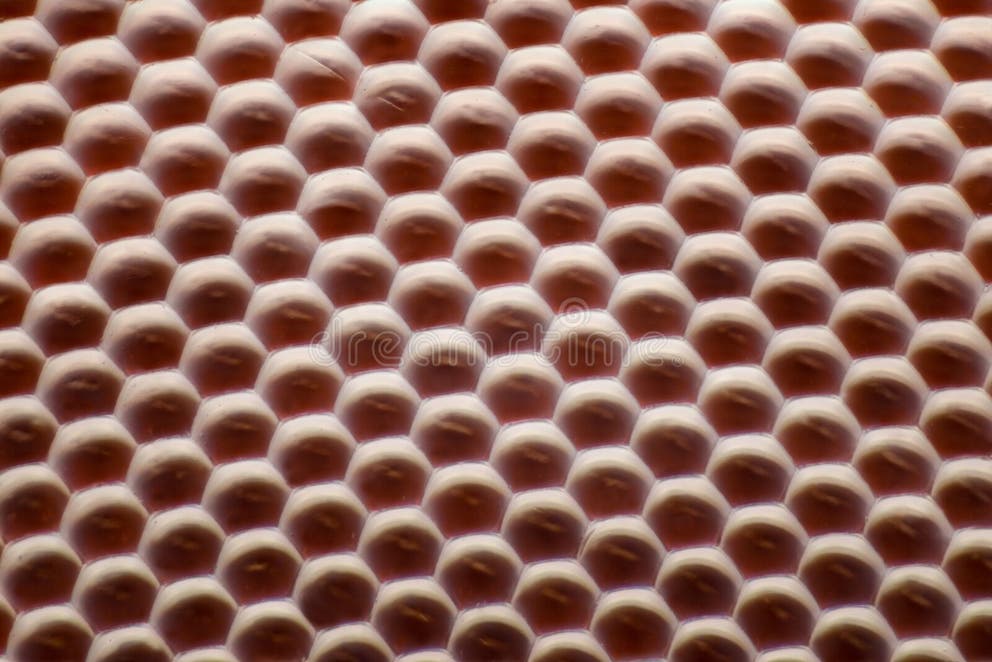 Extreme Magnification - Fly Compound Eye at Microscope, 100x ...
