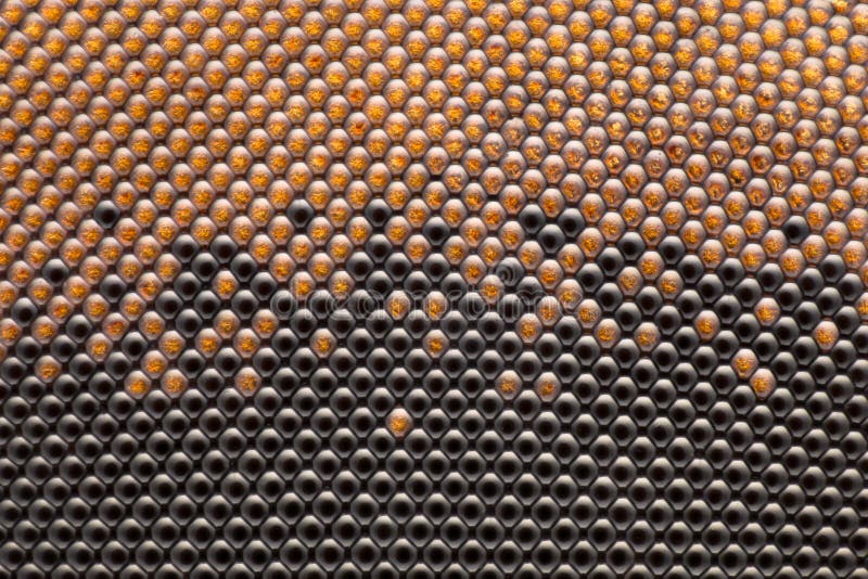 Extreme Magnification - Fly Compound Eye at Microscope, 50x ...