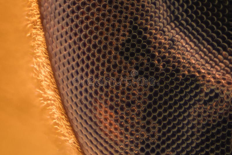 Extreme Magnification - Fly Compound Eye Under the Microscope Stock ...