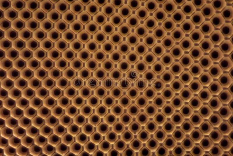 707 Compound Eye Butterfly Stock Photos - Free & Royalty-Free Stock ...