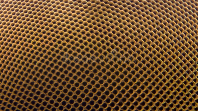 3,692 Insect Eye Texture Photos - Free & Royalty-Free Stock Photos from ...