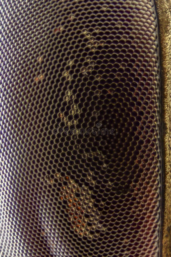 20x Magnification Photos - Free & Royalty-Free Stock Photos from Dreamstime