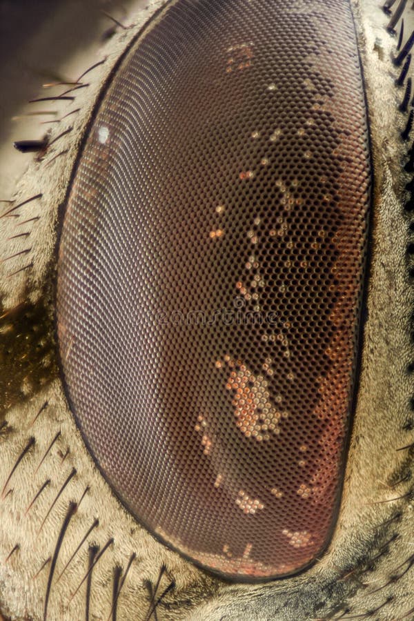 Extreme Magnification - Fly Eye at 10x Stock Photo - Image of ommatidia ...