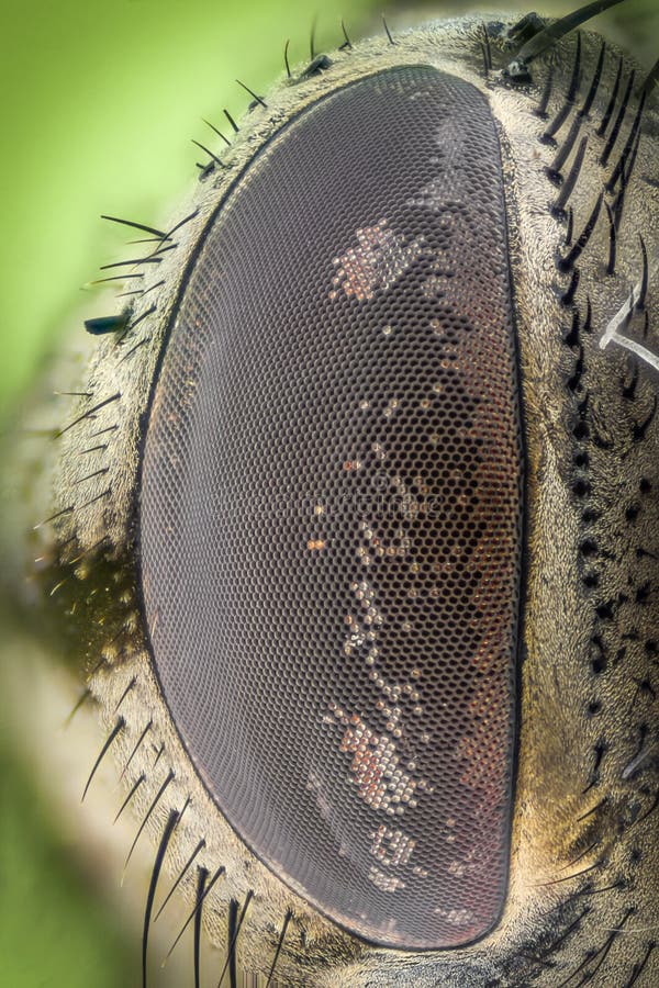 Extreme Magnification - Fly Eye at 10x Stock Photo - Image of facets ...