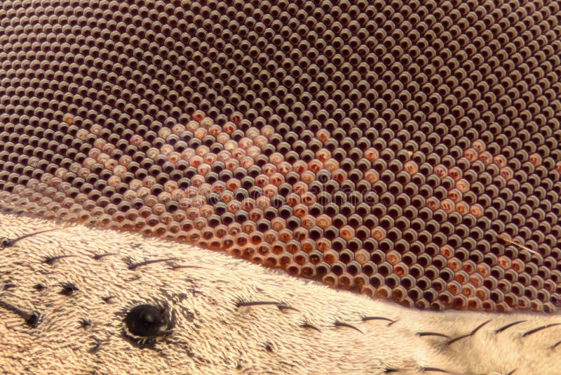 Extreme Magnification - Fly Eye at 20x Stock Image - Image of ...