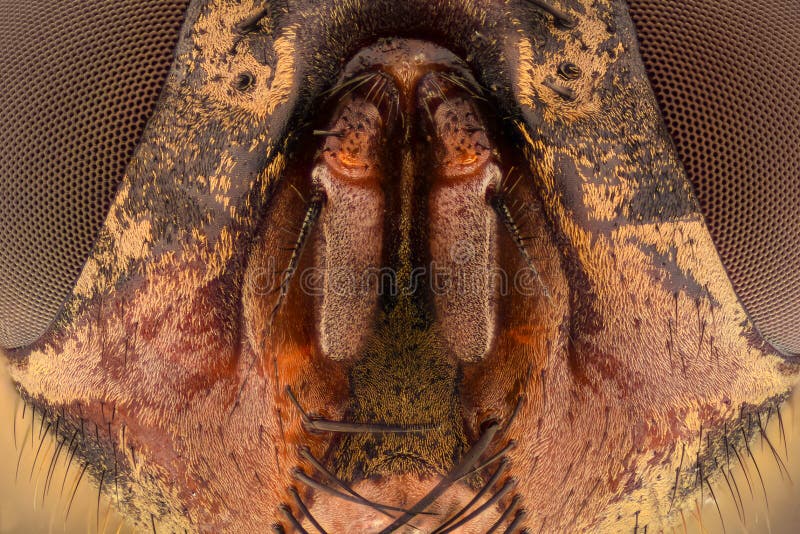 Extreme Magnification - Fly Face at 10x Stock Image - Image of ...