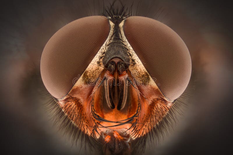 Extreme Magnification - Fly Head, Front View Stock Photo - Image of ...