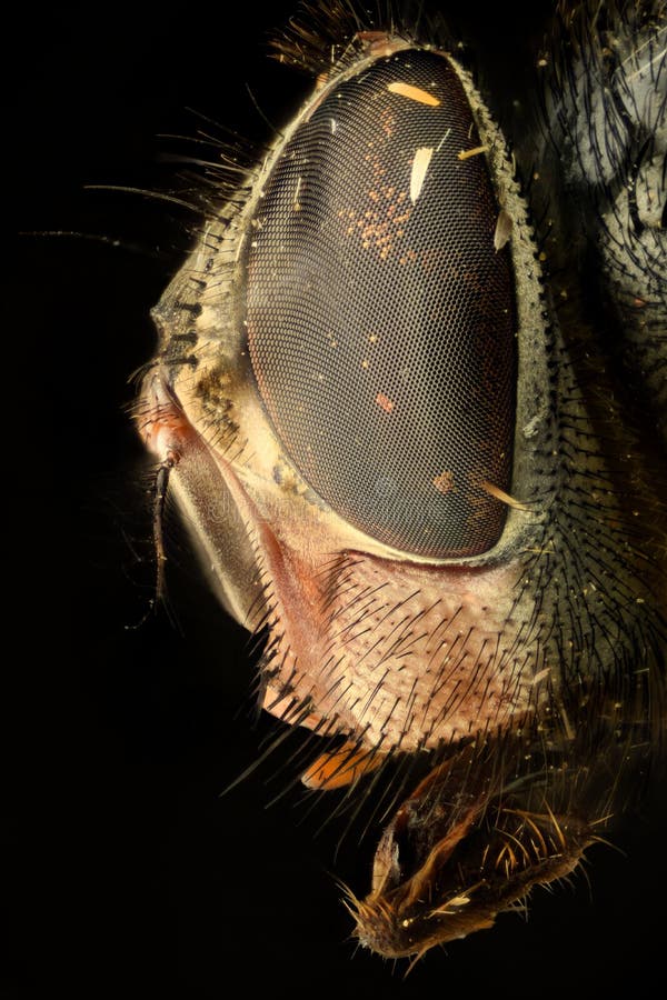 Extreme Magnification - Fly Head Stock Image - Image of colors, macro ...
