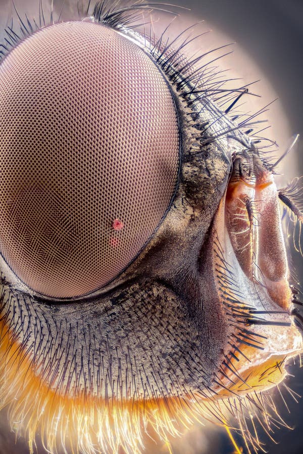 Extreme Magnification - Fly Head, Side View Stock Image - Image of ...