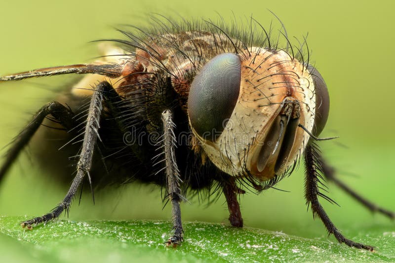Extreme Magnification - Fly on a Leaf Stock Image - Image of branch ...