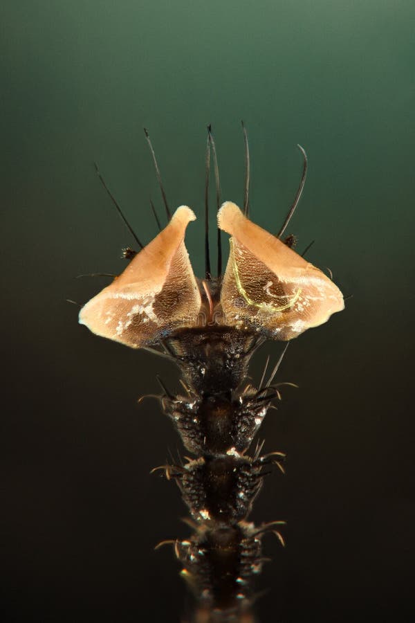 Extreme Magnification - Fly, Paw Stock Image - Image of habitat, focus ...