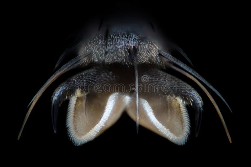 231 Insect Leg Microscope Photos - Free & Royalty-Free Stock Photos ...