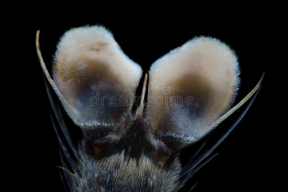 Extreme Magnification - Fly Paw at Microscope, 50x Magnification Stock ...