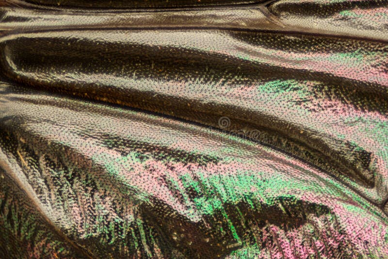 Extreme Magnification - Fly Wing Details Stock Image - Image of detail ...