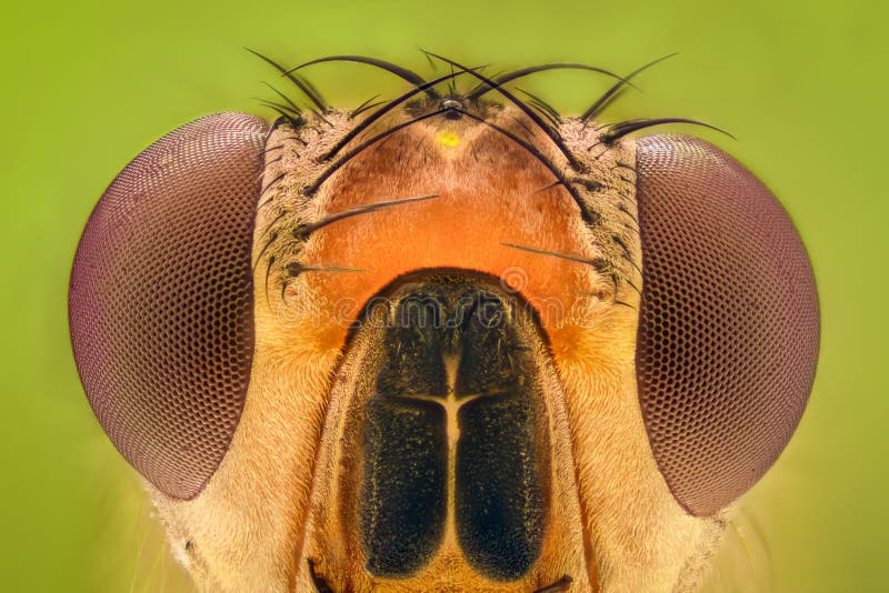 9,300 Fruit Fly Macro Stock Photos - Free & Royalty-Free Stock Photos ...