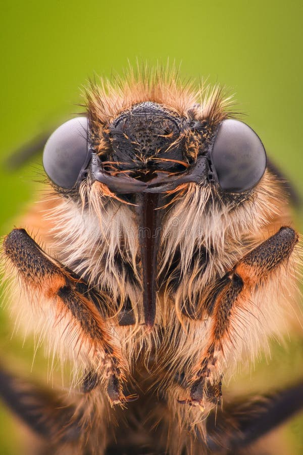 Extreme Magnification - Honey Bee Stock Photo - Image of hair, ecology ...