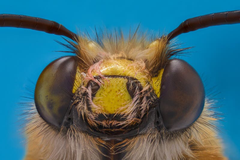 Bee front view stock photo. Image of pollen, apis, puncture - 13996188