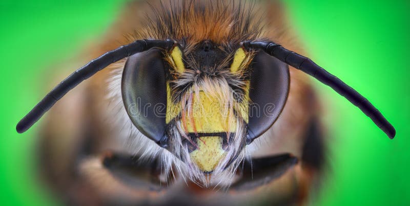 207 Bumble Bee Extreme Closeup Stock Photos - Free & Royalty-Free Stock ...