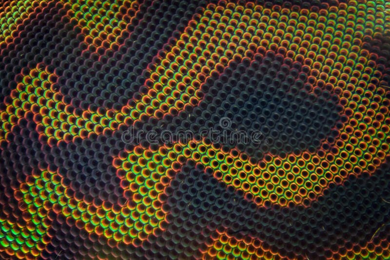 Extreme Magnification - Horsefly Eye Stock Photo - Image of orange ...