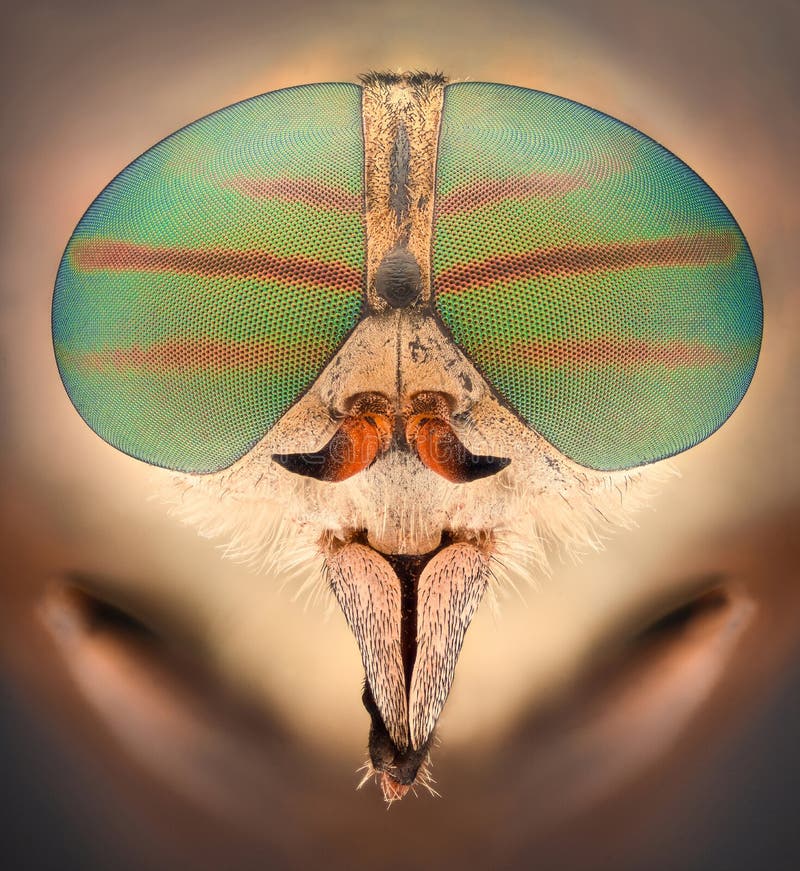 Extreme Magnification - Horsefly Stock Photo - Image of animal, detail ...