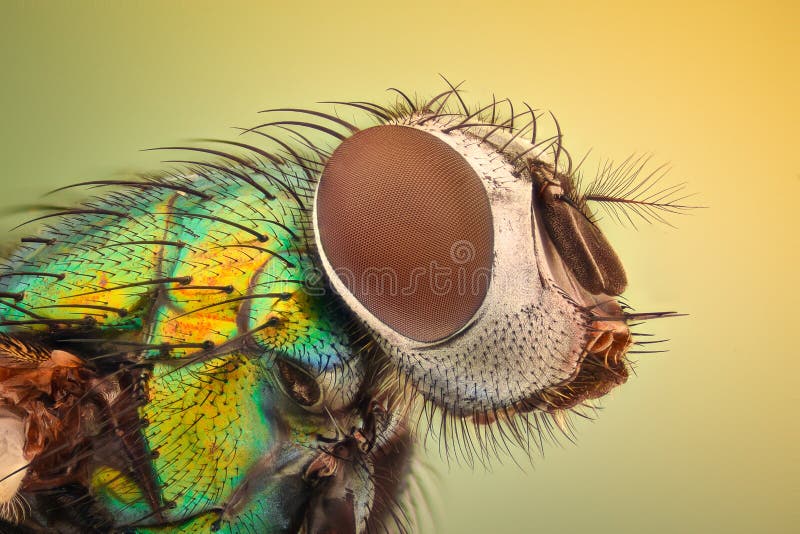 Extreme Magnification - House Fly Stock Image - Image of calyptratae ...