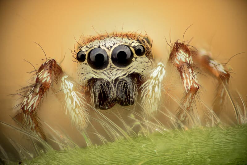 Extreme Magnification - Jumping Spider Stock Photo - Image of europe ...