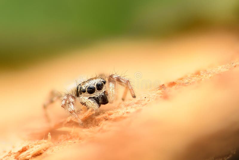 Extreme Magnification - Jumping Spider Stock Photo - Image of details ...