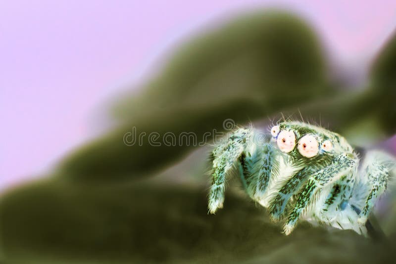 Extreme Magnification - Jumping Spider on a Leaf Stock Image - Image of ...