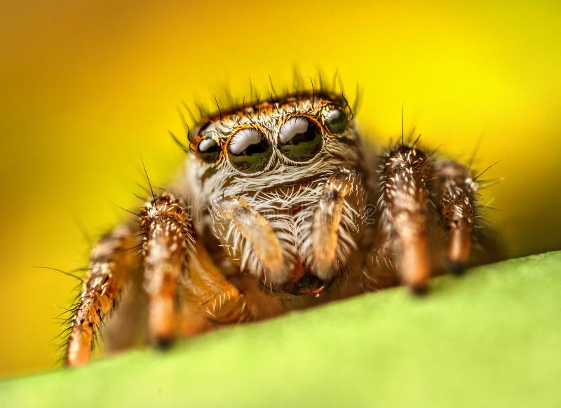 Extreme Magnification - Jumping Spider Portrait, Front View Stock Photo ...