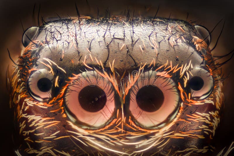 Extreme Magnification - Jumping Spider Portrait Stock Image - Image of ...