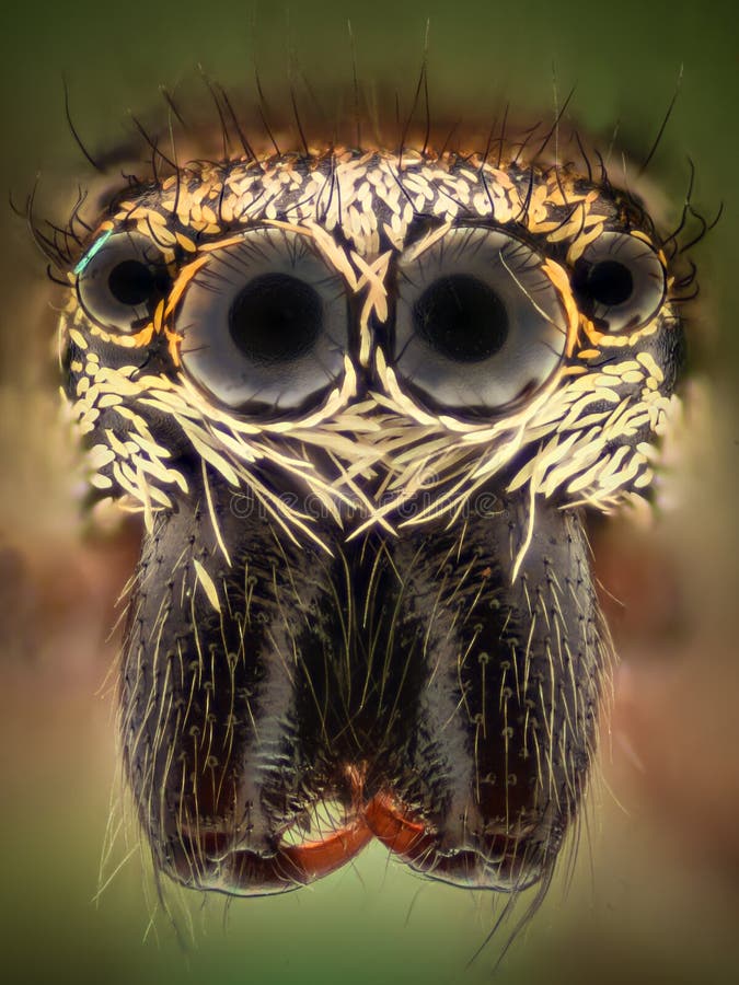 Extreme Magnification - Jumping Spider Portrait Stock Photo - Image of ...