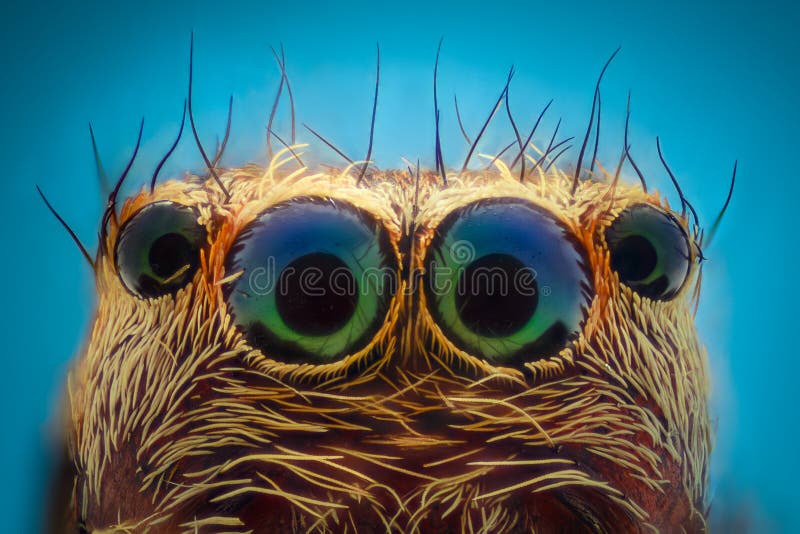 Extreme Magnification - Butterfly Wing Stock Image - Image of nature ...