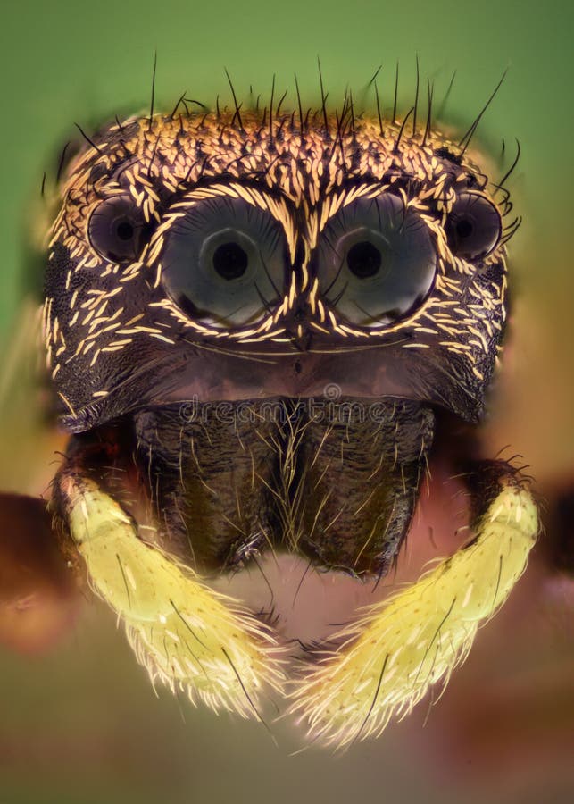 Extreme Magnification - Jumping Spider Eyes, Front View Stock Image ...