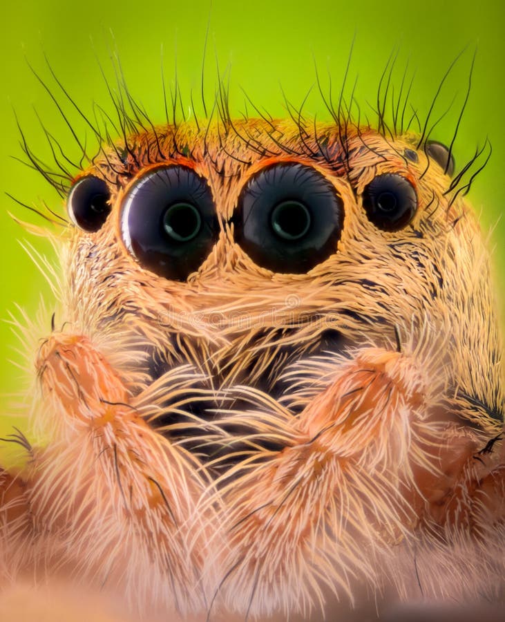 Extreme Magnification - Jumping Spider Portrait, Front View Stock Photo ...