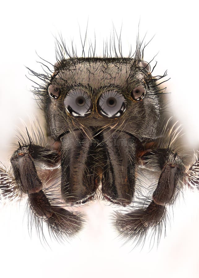 Extreme Magnification - Jumping Spider Portrait Stock Photo - Image of ...