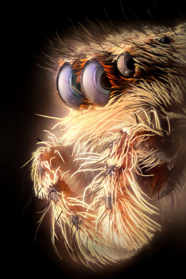Extreme Magnification - Jumping Spider Portrait Stock Illustration ...