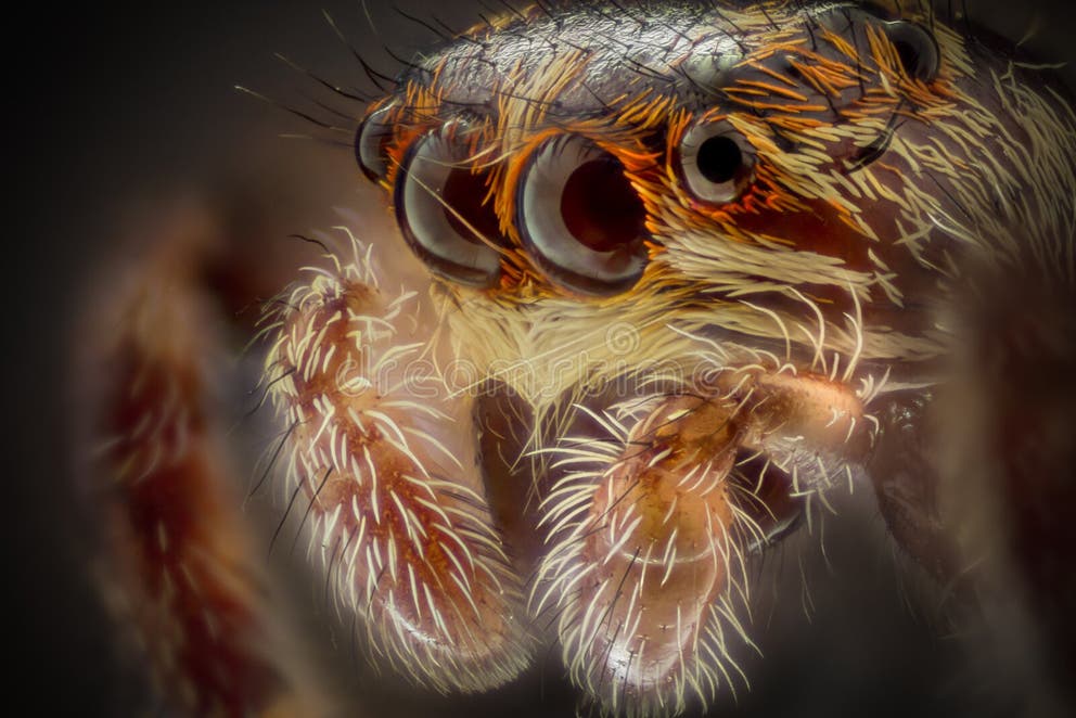 Extreme Magnification - Jumping Spider Portrait Stock Photo - Image of ...