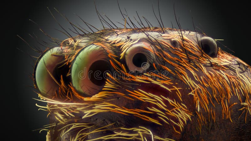 Extreme Magnification - Jumping Spider Portrait Stock Illustration ...