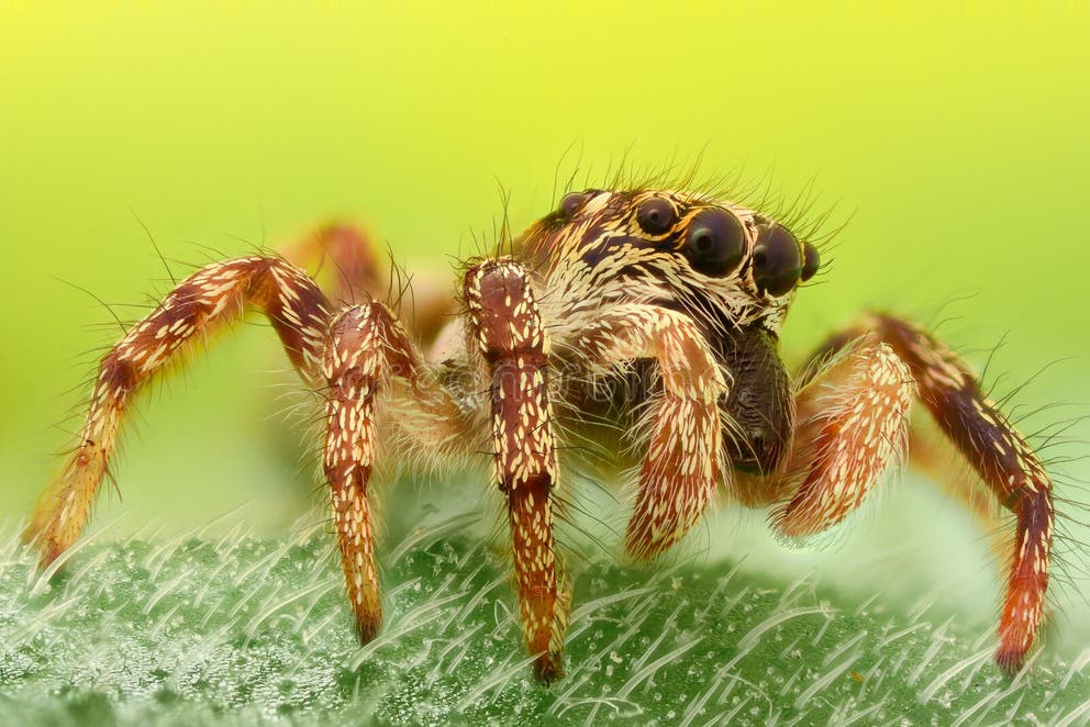 Extreme Magnification - Jumping Spider in the Wild Stock Image - Image ...