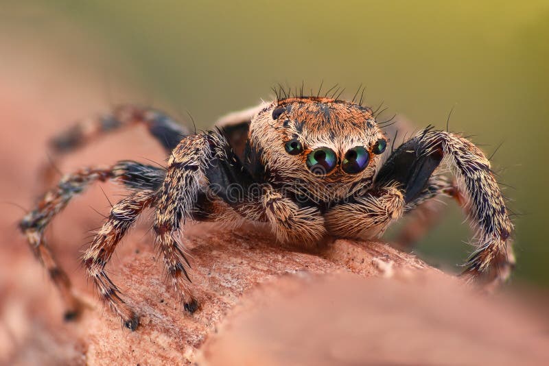 Extreme Magnification - Jumping Spider in the Wild Stock Photo - Image ...
