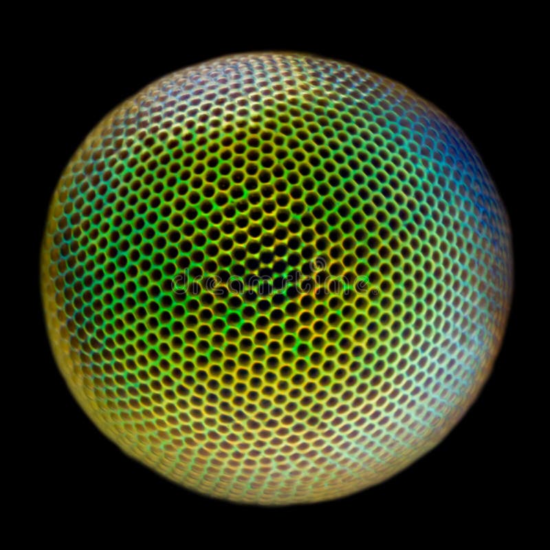 Extreme Magnification - Lacewing Eye Stock Photo - Image of extreme ...