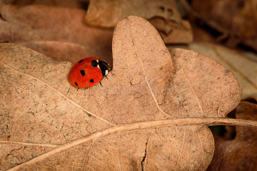 Extreme Magnification - Lady Bug in Nature Stock Image - Image of ...