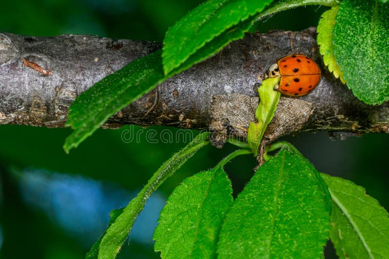 Extreme Magnification - Lady Bug with Spread Wings. Stock Image - Image ...