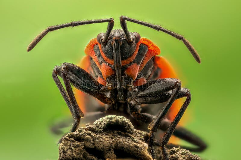 Extreme Magnification - Lygaeus Equestris Stock Image - Image of ...