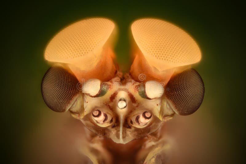 Extreme Magnification - Male Mayfly Stock Photo - Image of ecological ...