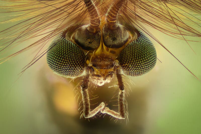 Extreme Magnification - Mosquito Head, Chironomus, Front View Stock ...