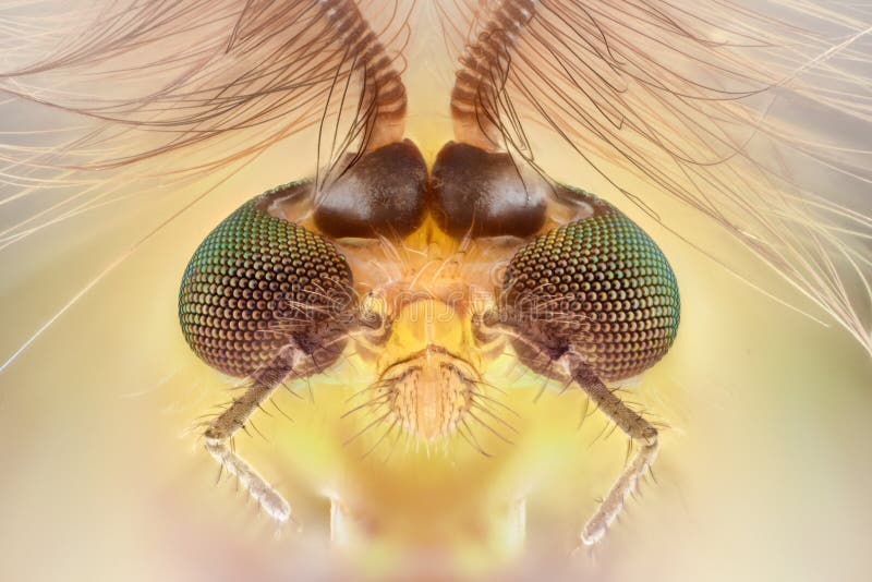 Extreme Magnification - Mosquito Head Stock Image - Image of detailed ...