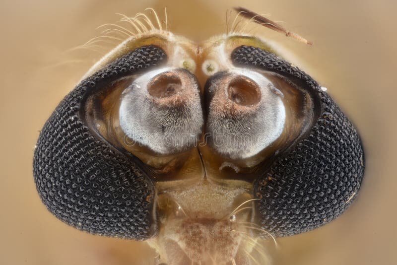 Extreme Magnification - Mosquito Head Stock Photo - Image of compound ...