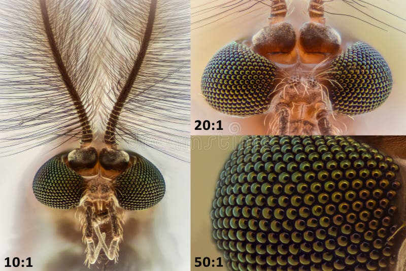 Extreme Magnification - Mosquito Head Compilation Stock Photo - Image ...